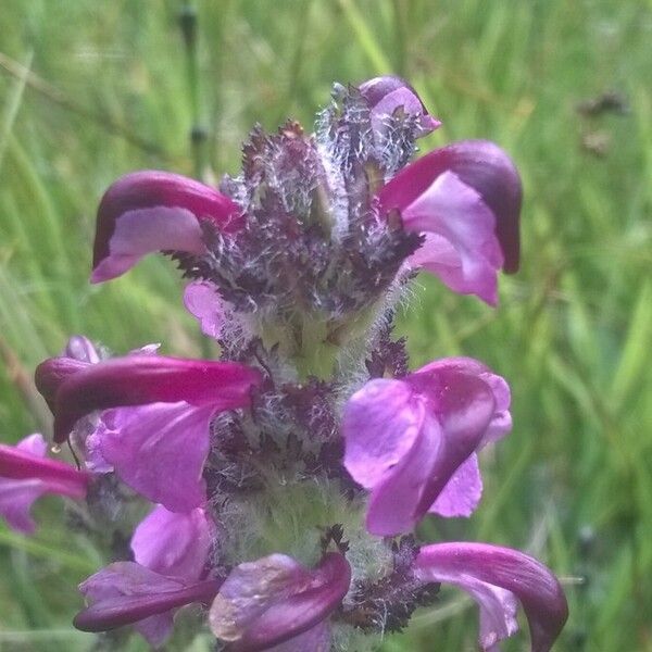 Pedicularis Mixta Care Guide: Water, Soil & Propagation - Plantiary