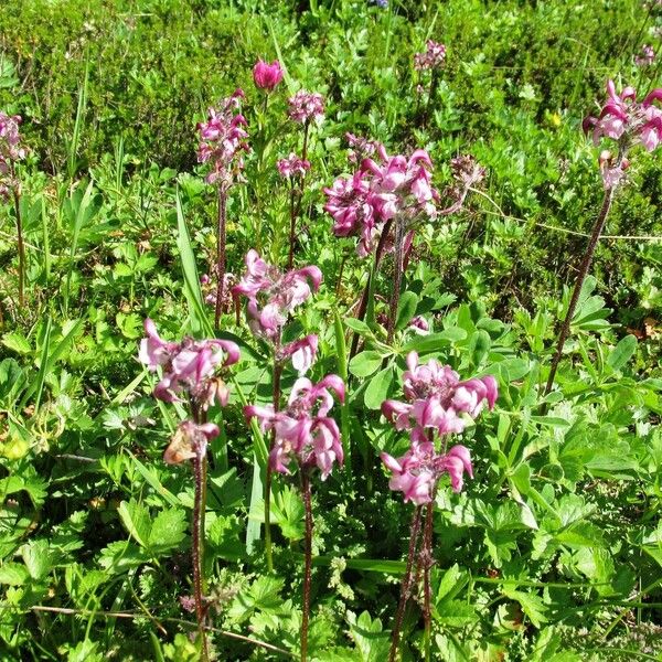 Ducksbill Lousewort (Pedicularis Ornithorhyncha) Care Guide: Water ...
