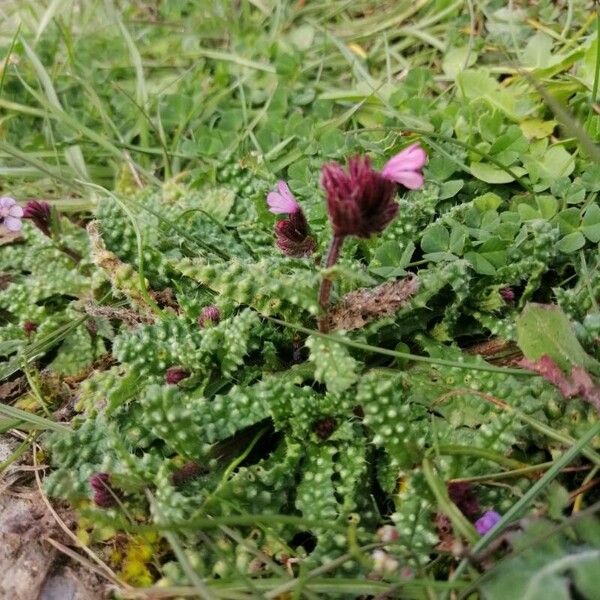 Pedicularis Orthantha Care Guide: Water, Soil & Propagation - Plantiary