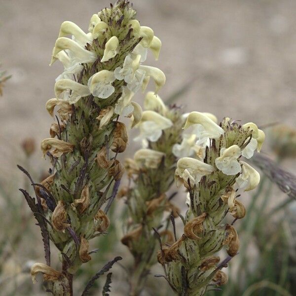Parry's Cinchweed (Pedicularis Parryi) Plant Care & How to Grow, Water