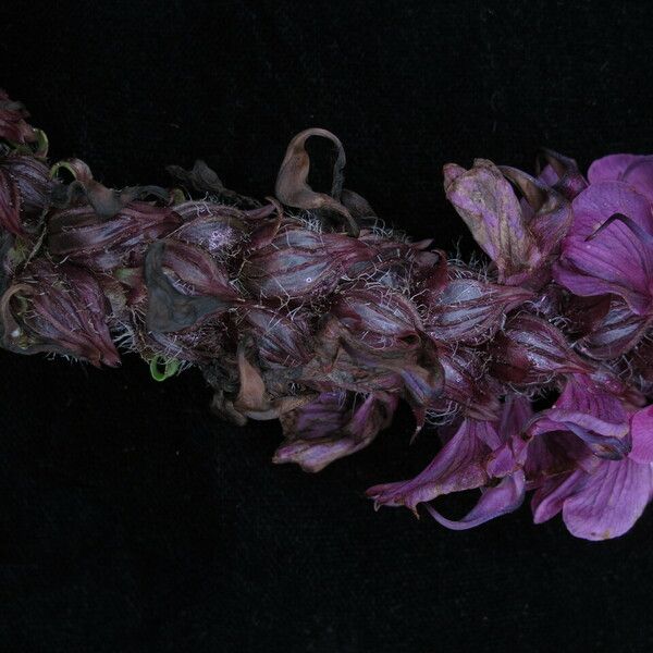 Pedicularis Pectinata Plant Care & How to Grow, Water