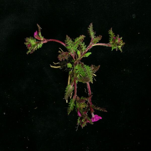 Pedicularis Porrecta Plant Care & How to Grow, Water