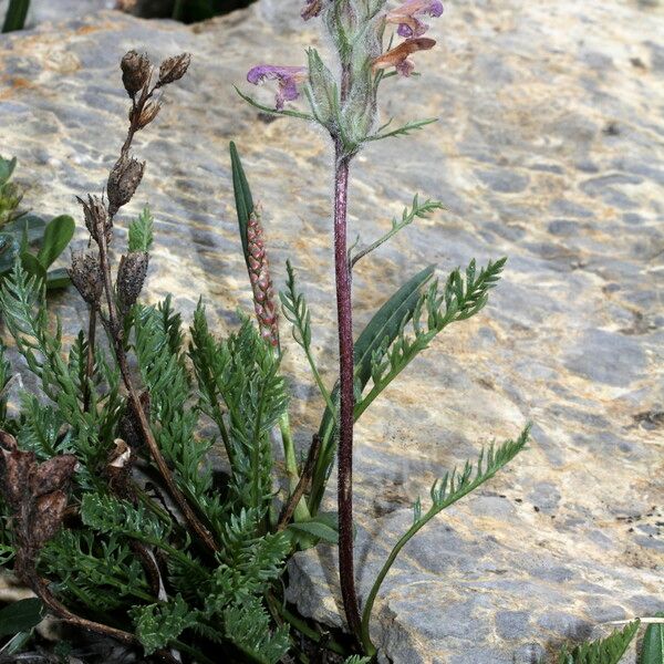 Pink Lousewort (Pedicularis Rosea) Plant Care & How to Grow, Water