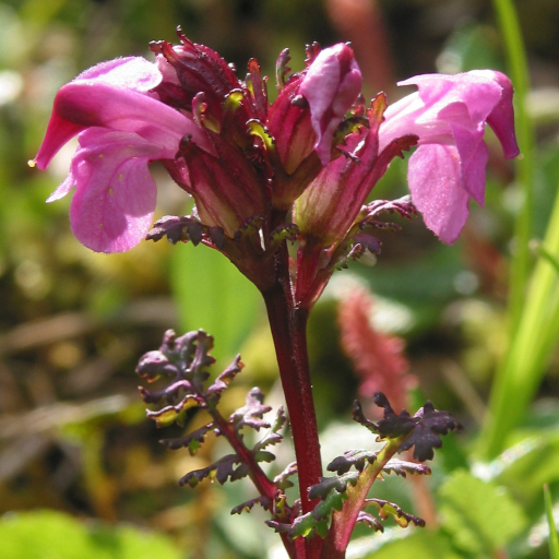 Beaked Lousewort (Pedicularis Rostratocapitata) Plant Care & How to ...