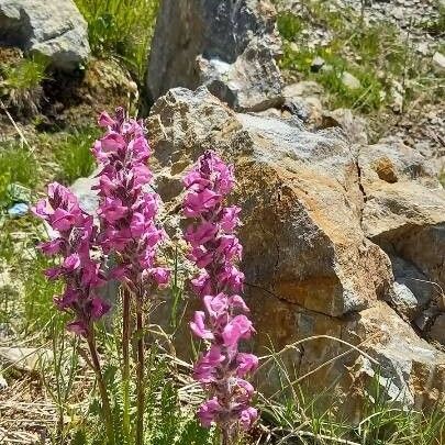 Flesh-Pink Lousewort (Pedicularis Rostratospicata) Plant Care & How to ...