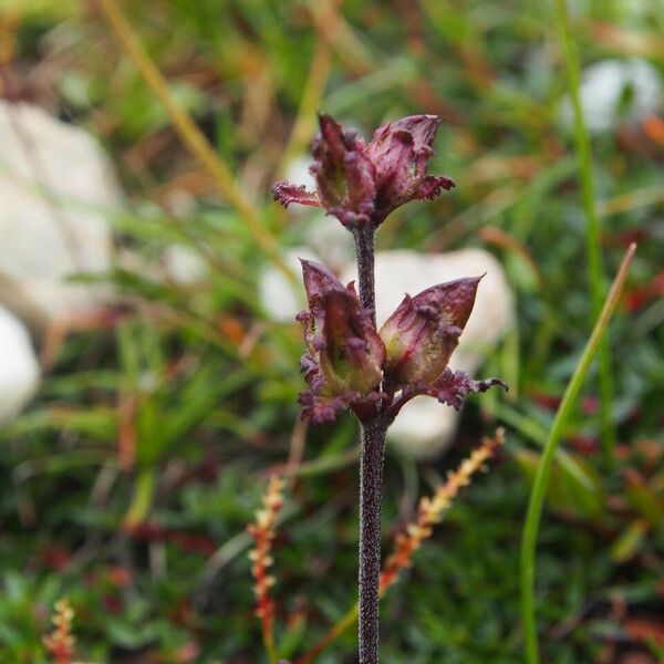 Pedicularis Roylei Care Guide: Water, Soil & Propagation - Plantiary