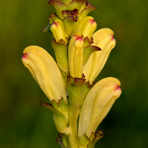 Moor-King Lousewort (Pedicularis Sceptrum-carolinum) Plant Care & How ...