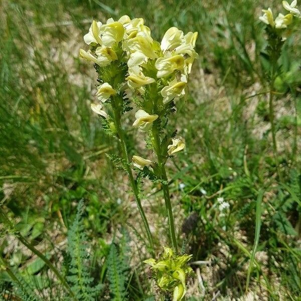 Long-Beaked Yellow Lousewort (Pedicularis Tuberosa) Plant Care & How to ...