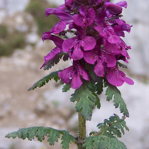 Common Groundsel (Senecio Vulgaris) Plant Care & How to Grow, Water