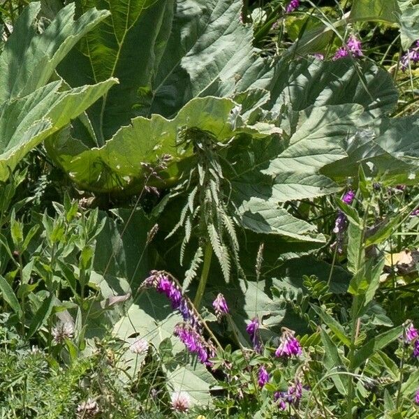 Pedicularis Wilhelmsiana Plant Care & How to Grow, Water
