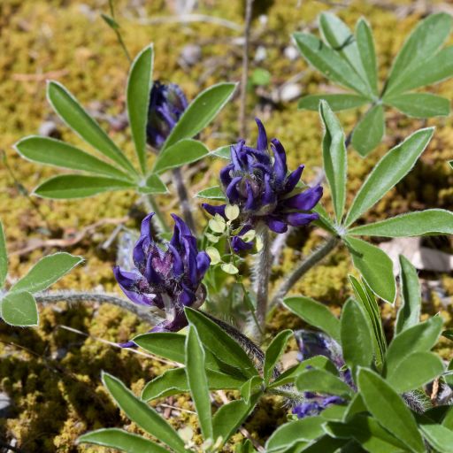 Silvery Scurfpea (Pediomelum Argophyllum) Care Guide: Water, Soil ...