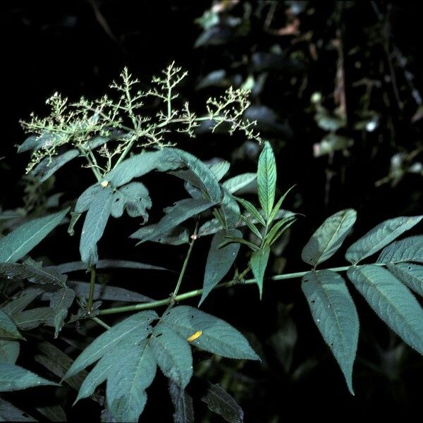 Pegia Nitida Plant Care & How to Grow, Water