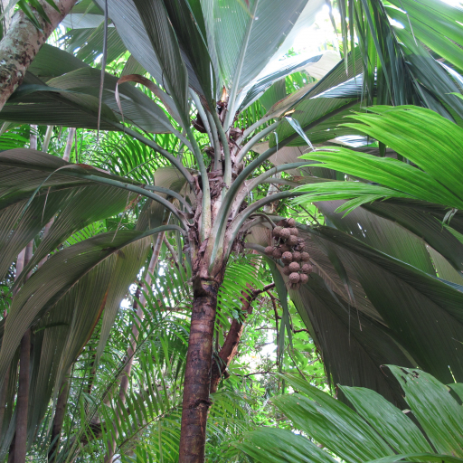 Marquesas Palm (Pelagodoxa Henryana) Plant Care & How to Grow, Water
