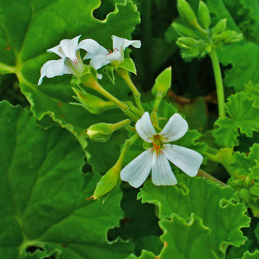 Pilgrim's Rest Pelargonium (Pelargonium Album) Plant Care & How to Grow ...