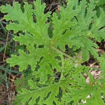 Lady's Mantle-Leaf Pelargonium (Pelargonium Alchemilloides) Plant Care ...
