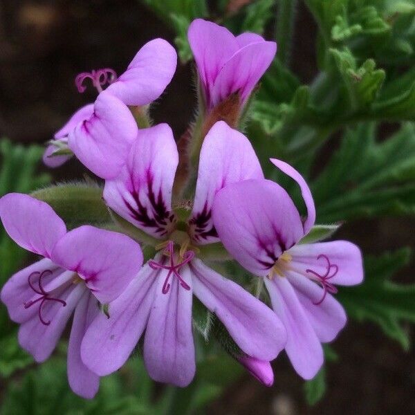Rose Storksbill (Pelargonium × Asperum) Plant Care & How to Grow, Water