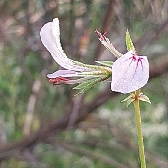 Velvet Storksbill (Pelargonium Candicans) Plant Care & How to Grow, Water