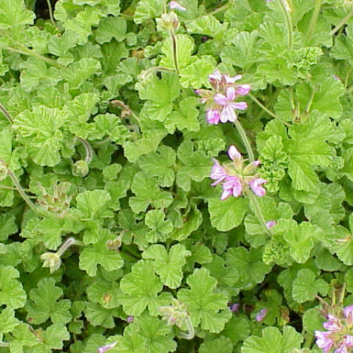 Rose-Scented Geranium (Pelargonium Capitatum) Plant Care & How to Grow ...