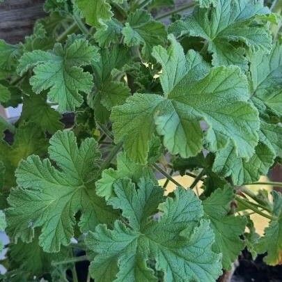 Lemon-Scent Pelargonium (Pelargonium Citronellum) Plant Care & How to ...