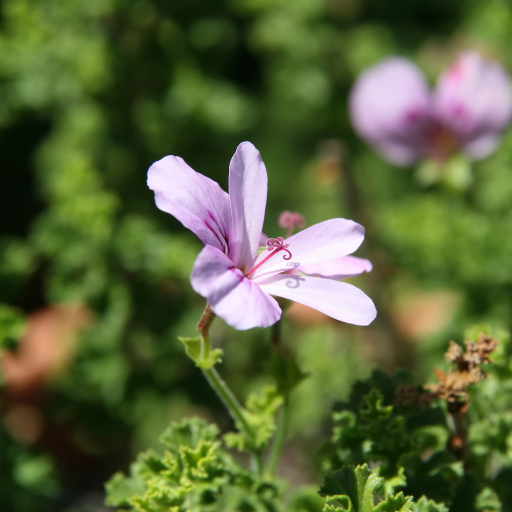 Lemon Geranium (Pelargonium Crispum) Plant Care & How to Grow, Water