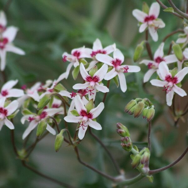 Samphire-Leaf Pelargonium (Pelargonium Crithmifolium) Plant Care & How ...