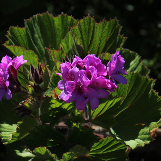 Hooded-Leaf Pelargonium (Pelargonium Cucullatum) Plant Care & How to ...