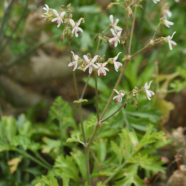Pelargonium Dasyphyllum Plant Care & How to Grow, Water