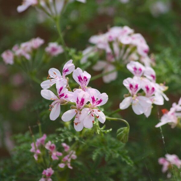 Moonflower (Datura Stramonium) Plant Care & How to Grow, Water
