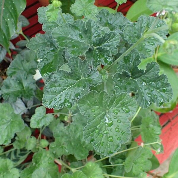 Cactus Geranium (Pelargonium Echinatum) Plant Care & How to Grow, Water