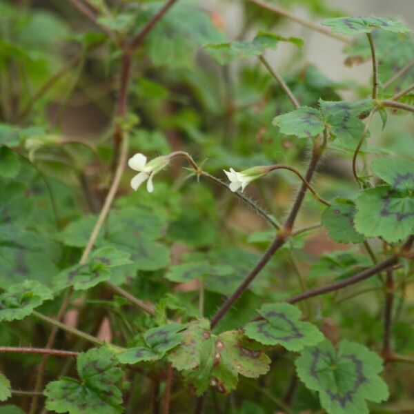 Pelargonium Elongatum Plant Care & How to Grow, Water