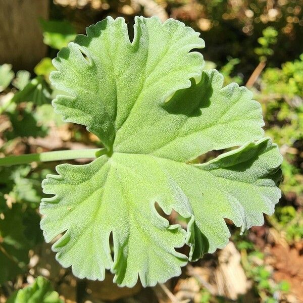 Fragrant Geranium (Pelargonium × Fragrans) Plant Care & How to Grow, Water