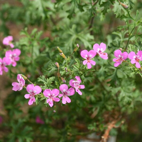 Pelargonium Fruticosum Plant Care & How to Grow, Water