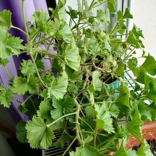 Large-Flower Pelargonium (Pelargonium Grandiflorum) Plant Care & How to ...