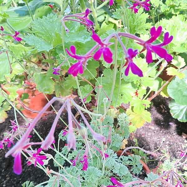 Pelargonium Griseum Plant Care & How to Grow, Water