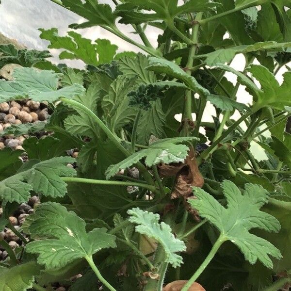 Hispid Pelargonium (Pelargonium Hispidum) Plant Care & How to Grow, Water