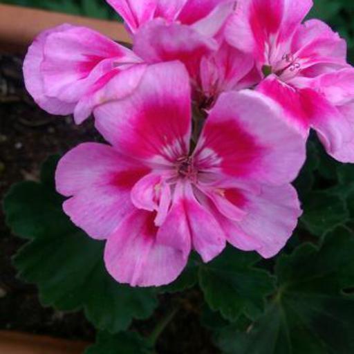 Hybrid Pelargonium (Pelargonium × Hybridum) Plant Care & How to Grow, Water