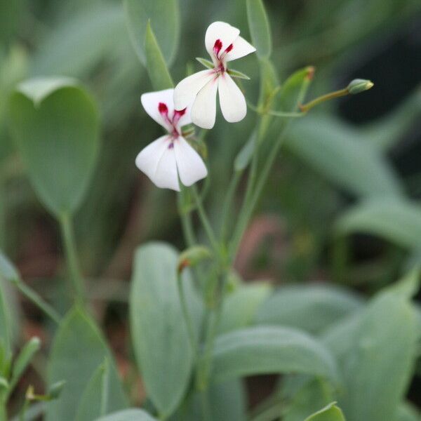 Spearleaf Storksbill (Pelargonium Lanceolatum) Care Guide: Water, Soil ...
