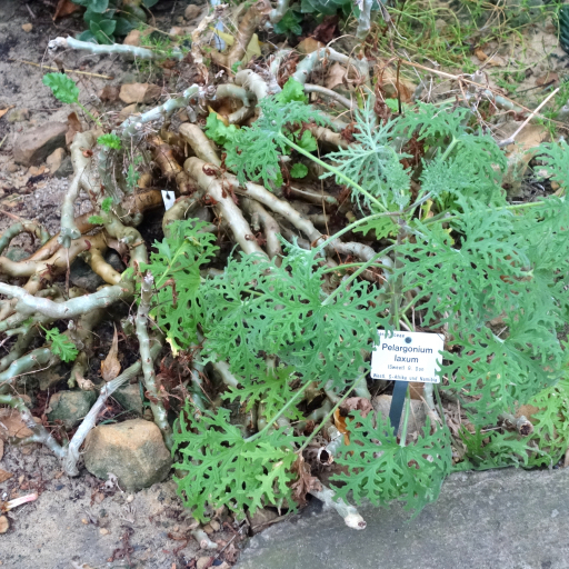 Pelargonium Laxum Plant Care & How to Grow, Water