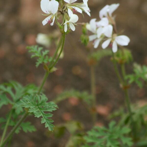 Pelargonium Multicaule Plant Care & How to Grow, Water