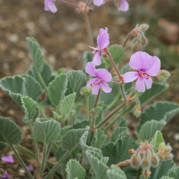 Pelargonium Ovale Plant Care & How to Grow, Water