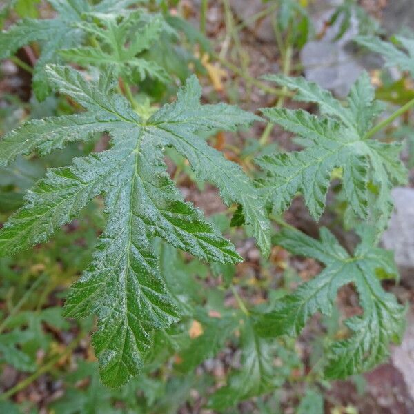 Pelargonium Pseudoglutinosum Plant Care & How to Grow, Water