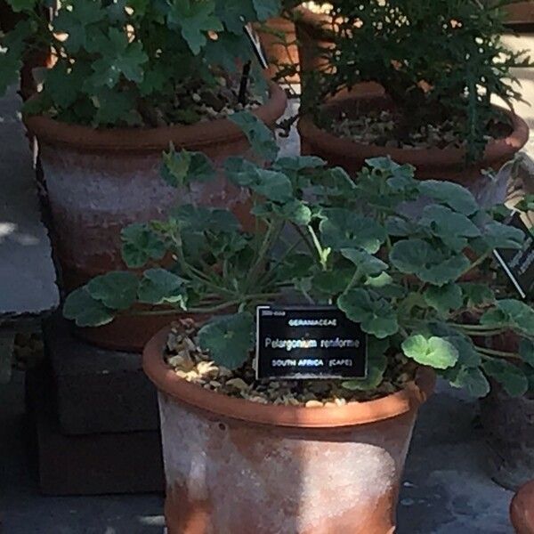 Kidney-Leaf Pelargonium (Pelargonium Reniforme) Plant Care & How to ...