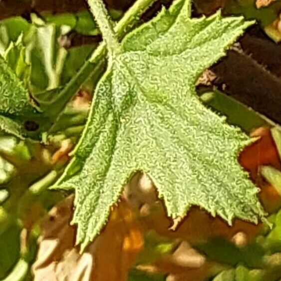 Rough-Leaved Pelargonium (Pelargonium Scabrum) Care Guide: Water, Soil ...