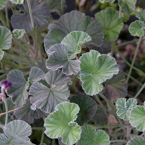 Black Pelargonium (Pelargonium Sidoides) Plant Care & How to Grow, Water