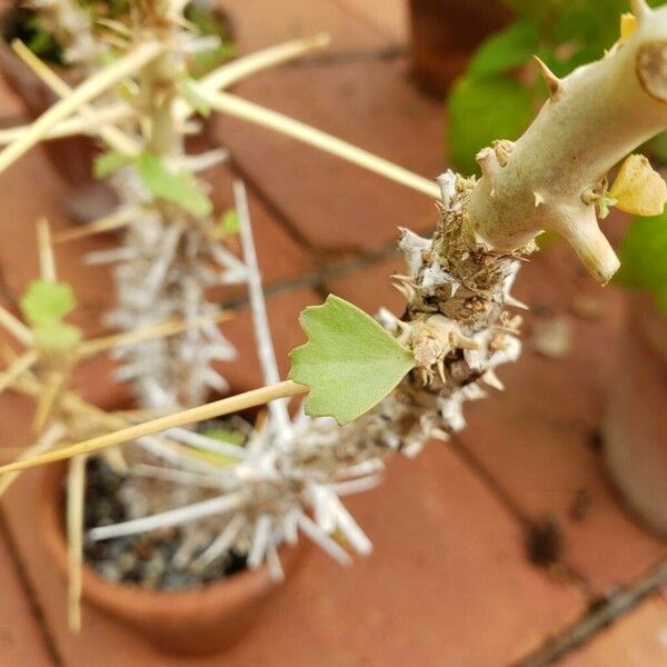 Thorny Pelargonium (Pelargonium Spinosum) Plant Care & How to Grow, Water