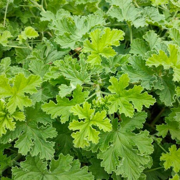 Pelargonium X Asperum Plant Care & How to Grow, Water