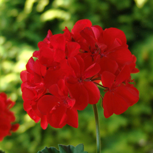 Zonal Geranium (Pelargonium X Hortorum) Plant Care & How to Grow, Water