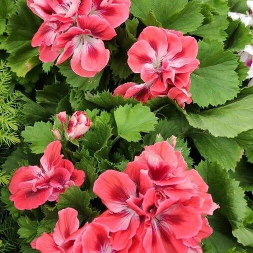 Garden Geranium (Pelargonium X Hybridum) Plant Care & How to Grow, Water