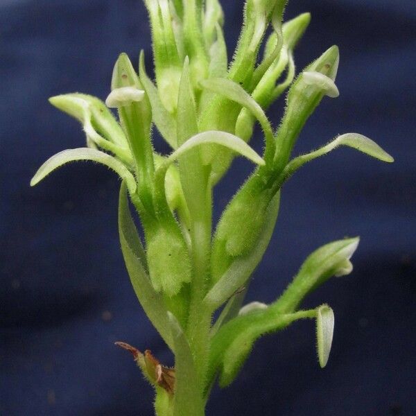 Pelexia Funckiana Plant Care & How to Grow, Water