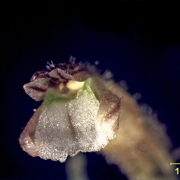 Pelexia Obliqua Plant Care & How to Grow, Water